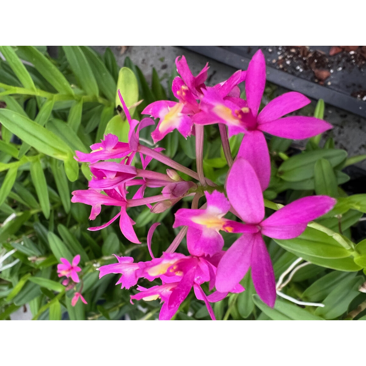 Epidendrum rot, 10,90