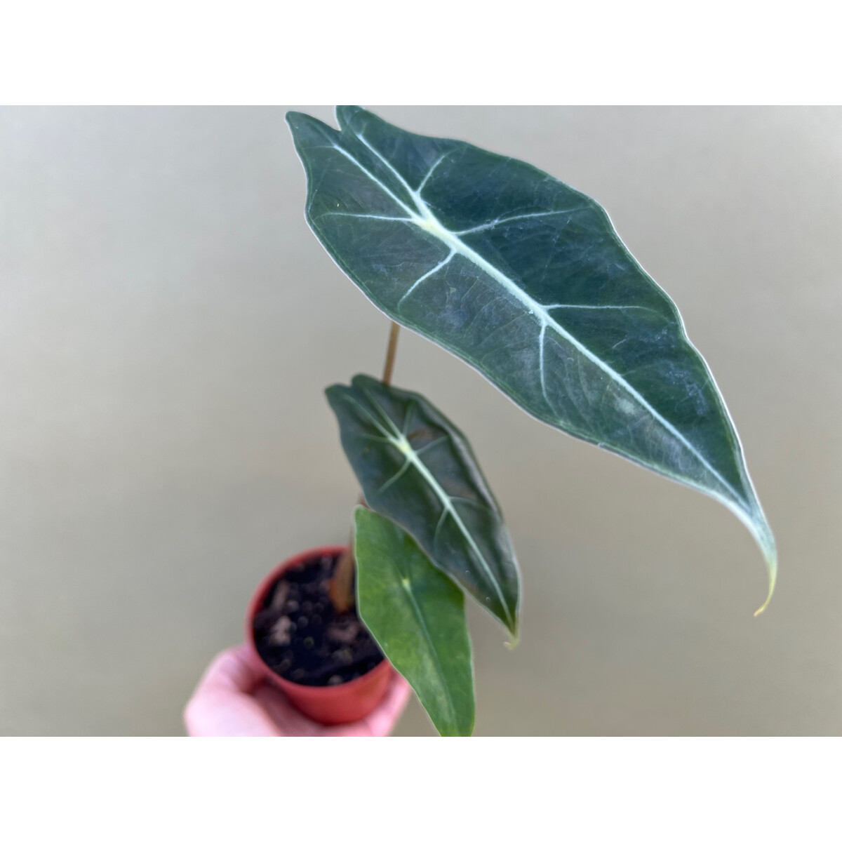 Alocasia Longiloba Watsoniana, 11,90
