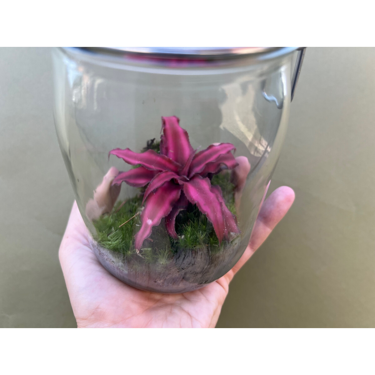 Mini Bottle Garden Ecosystem, 14,90