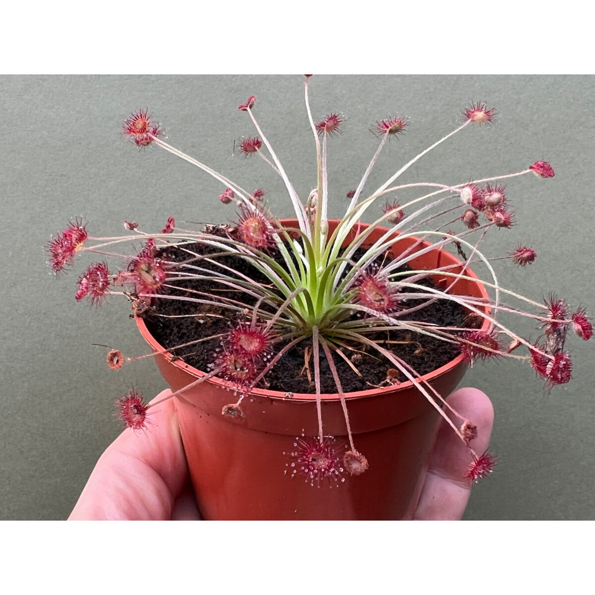 Drosera paradoxa, 9,90