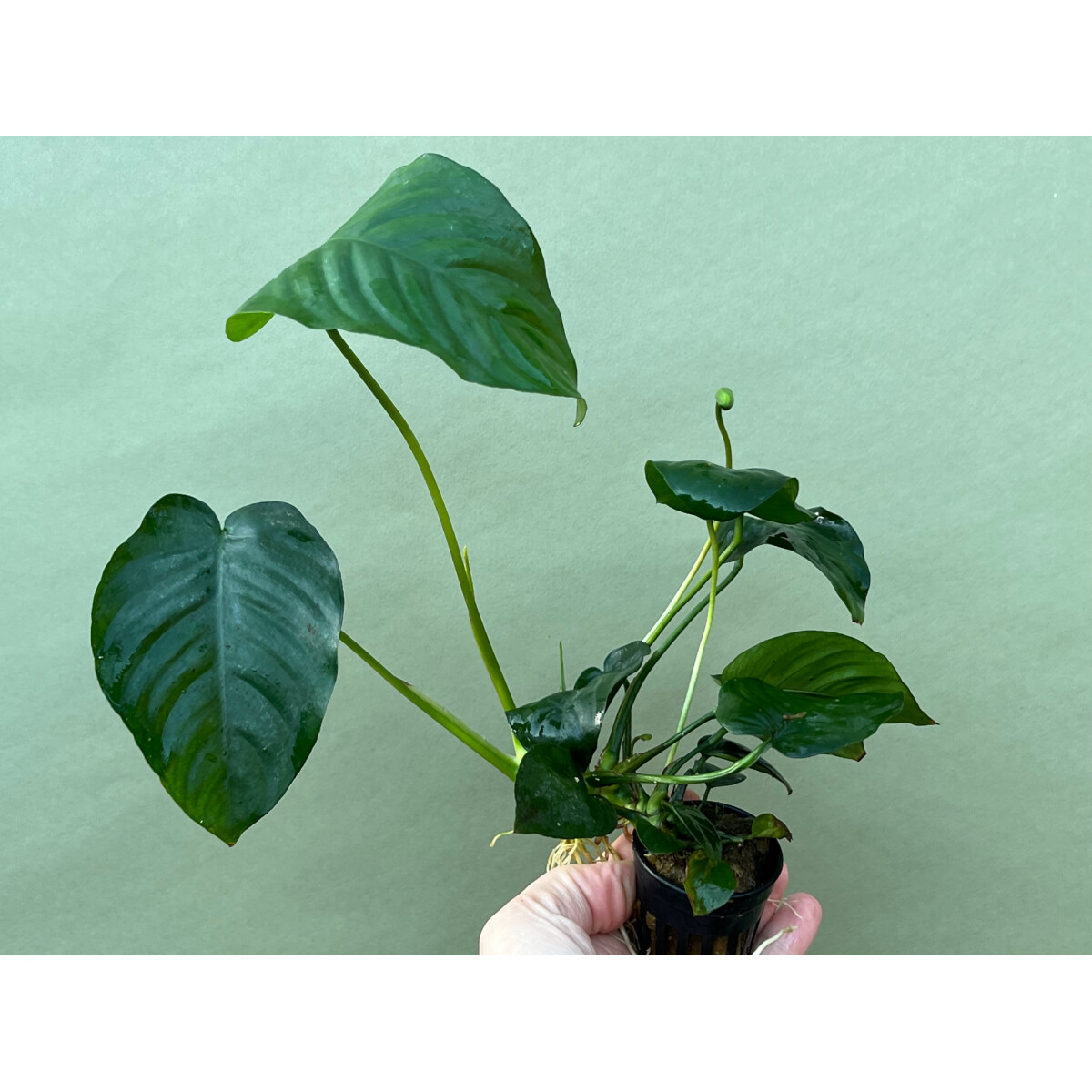 Anubias barteri die sumpfpflanze für den Wasserfall im terrarium, 7,50