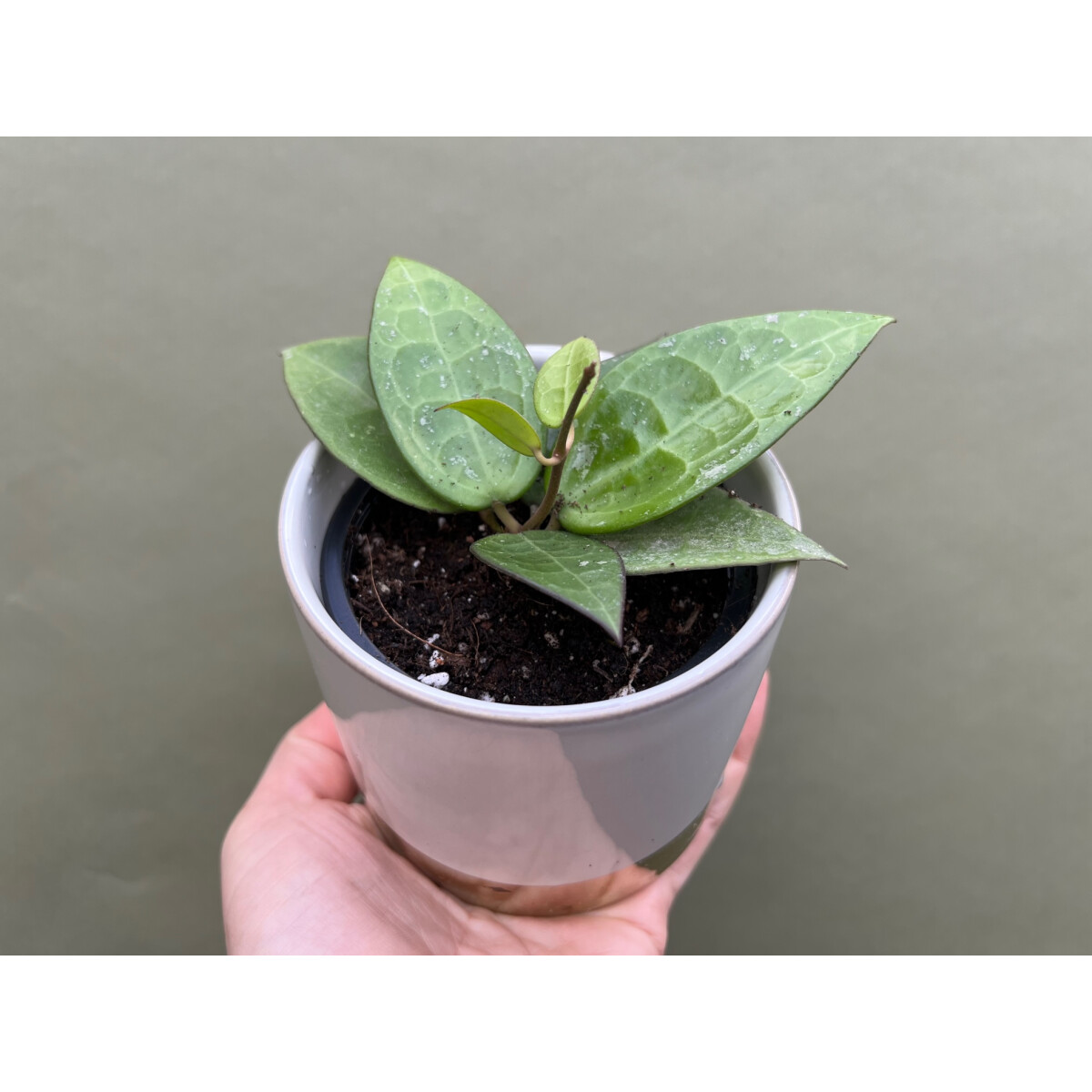 Hoya parasitica black edge, 9,90
