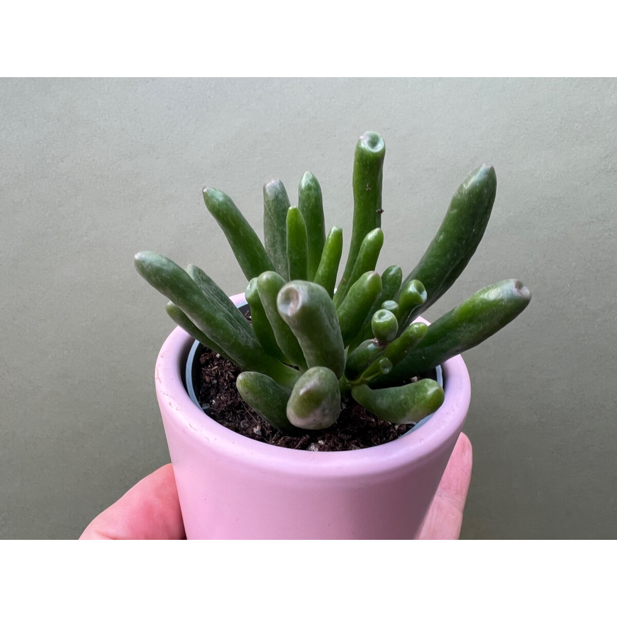 Crassula ovata Coral Babyplant, 4,50