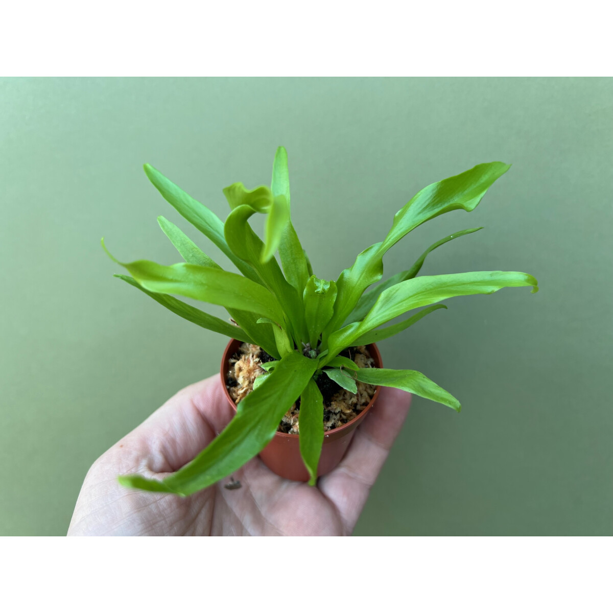 Asplenium spec. Brasil, 4,90