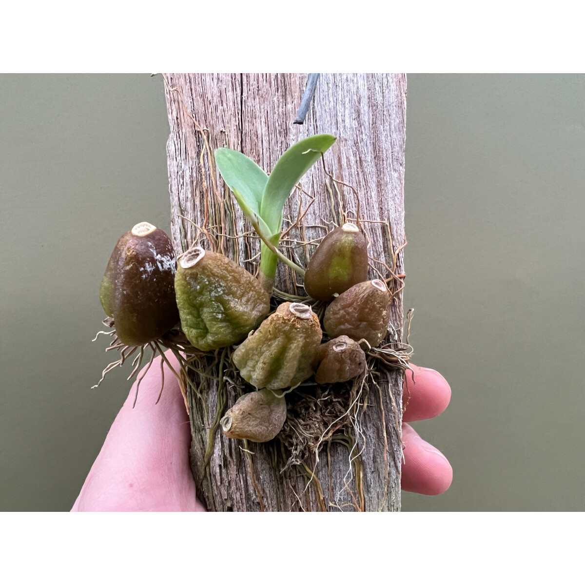 Bulbophyllum lemniscatoides, 28,90