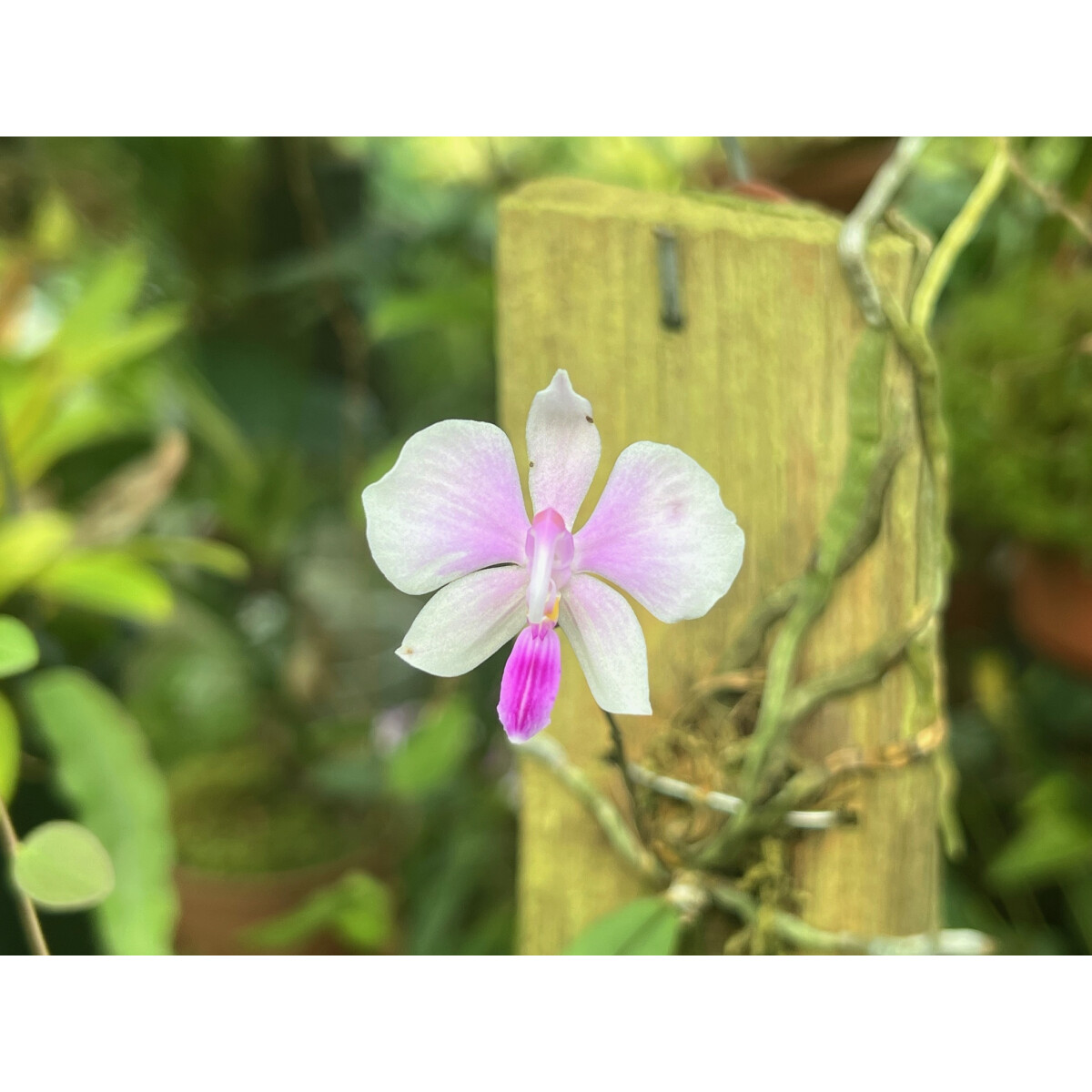 Phalaenopsis lowii, 16,90