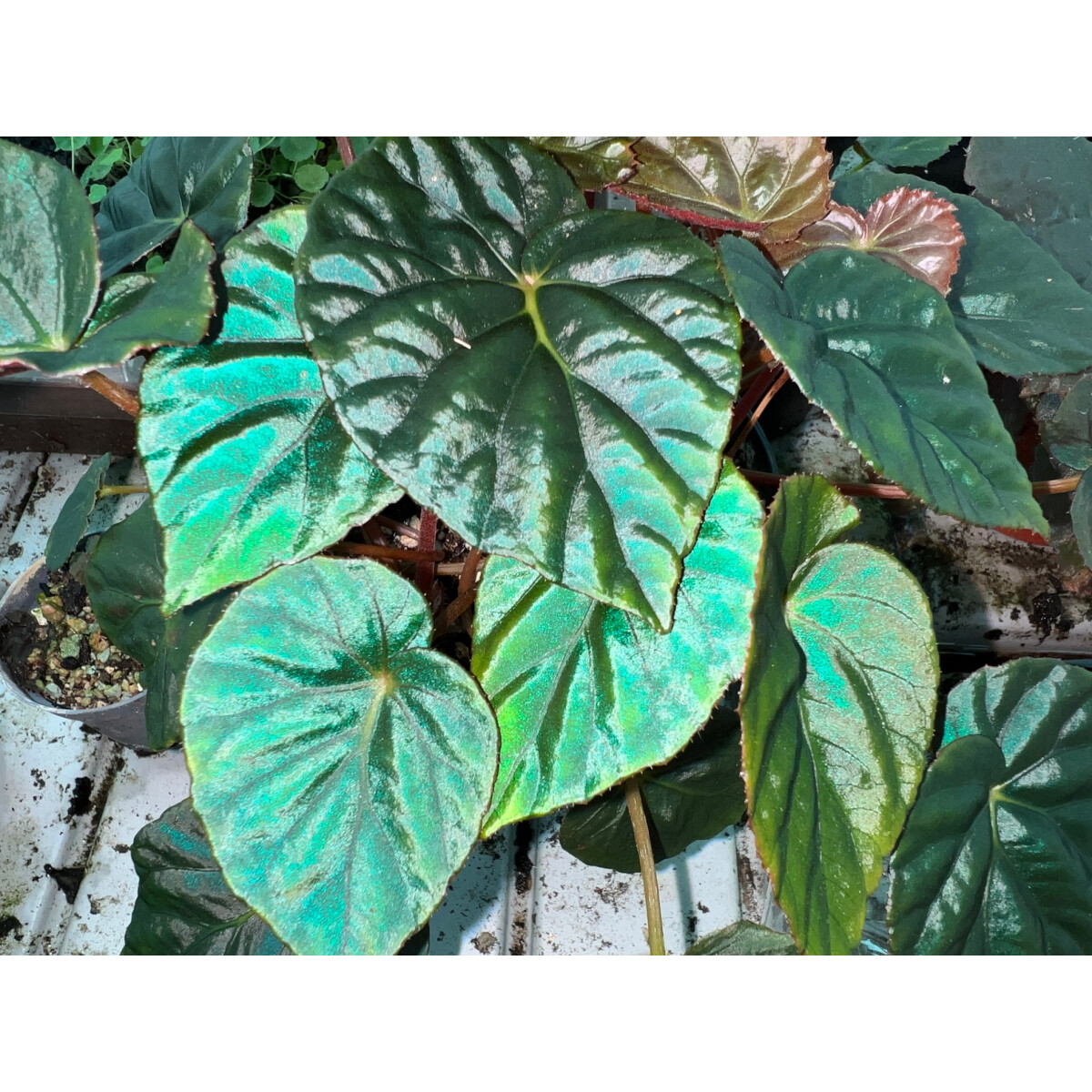 Begonia Pavonina rare, 36,90