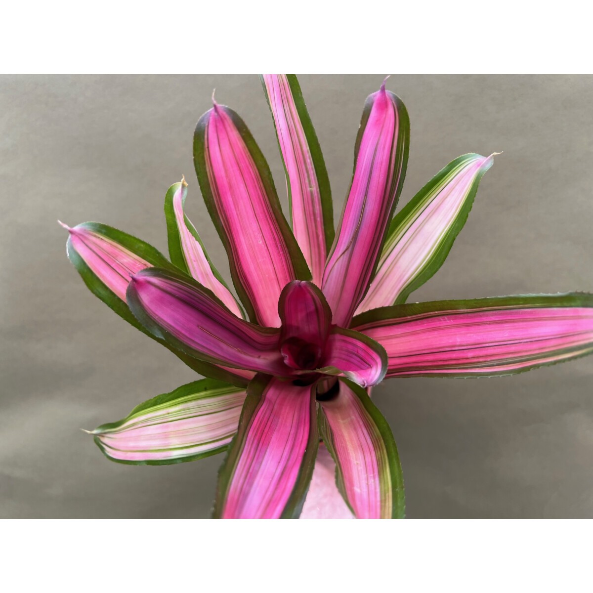 Neoregelia Pink Sensation, 15,90