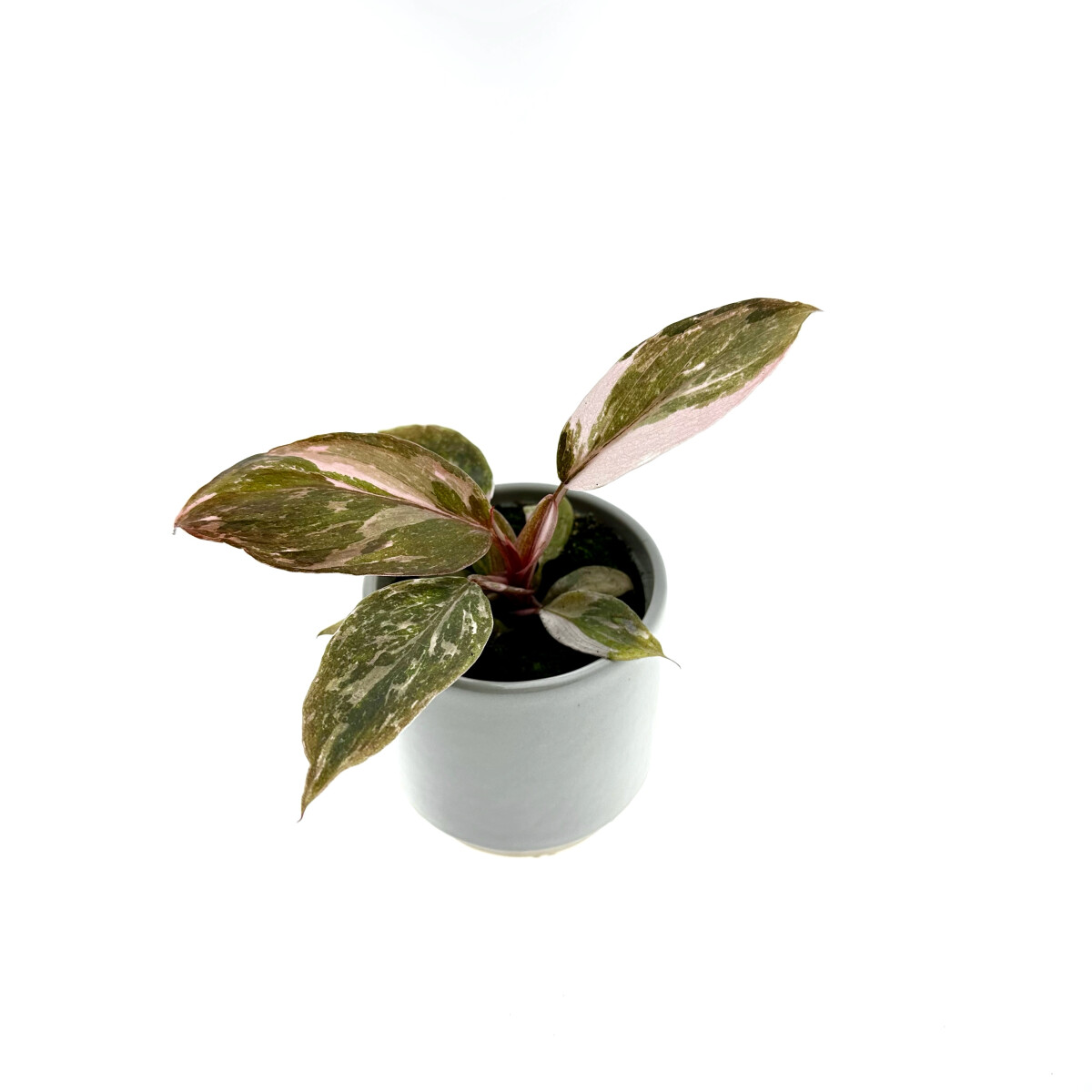 Philodendron Pink Princess Babyplant eingetopft in sphagnummoos, 12,90