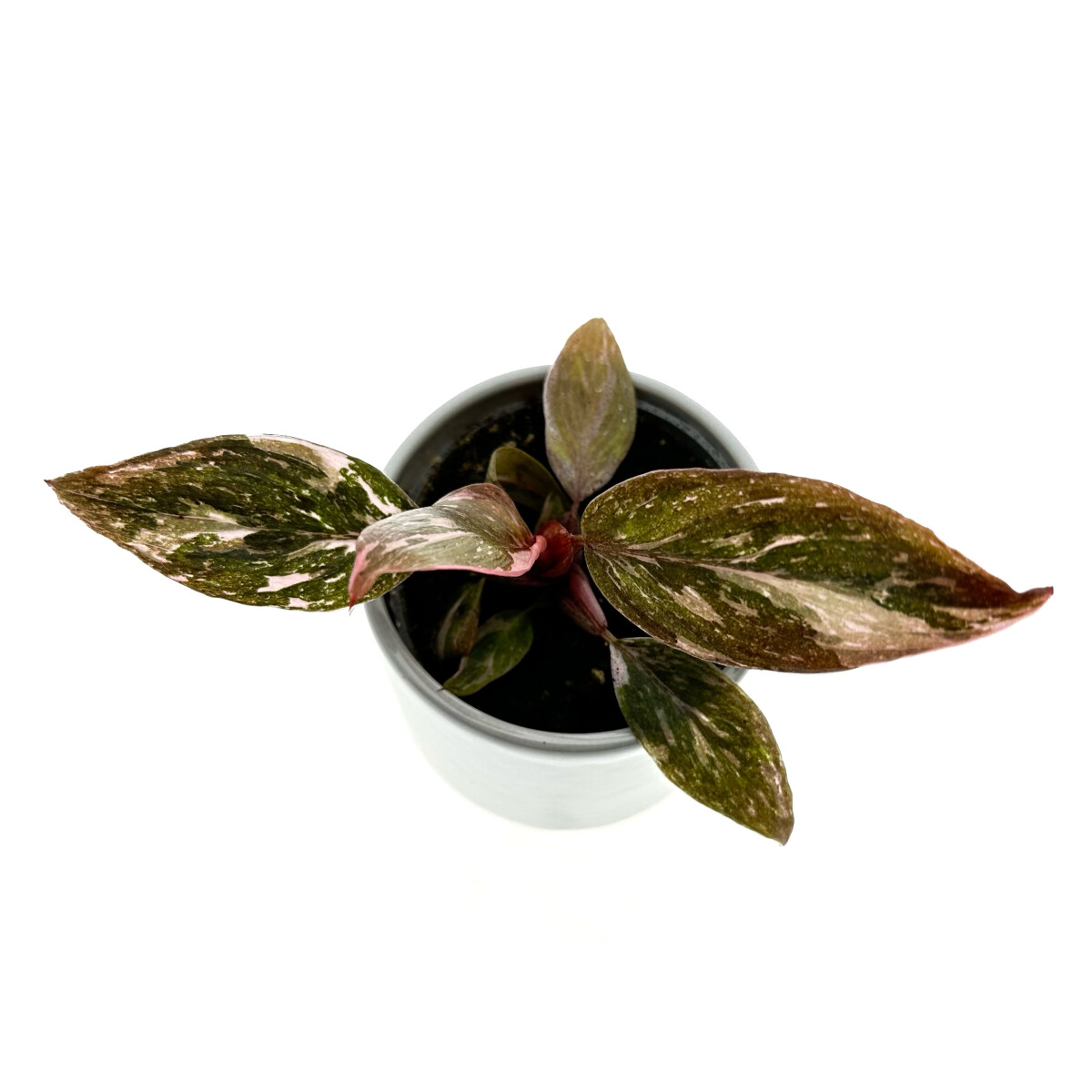 Philodendron Pink Princess Babyplant eingetopft in sphagnummoos, 12,90