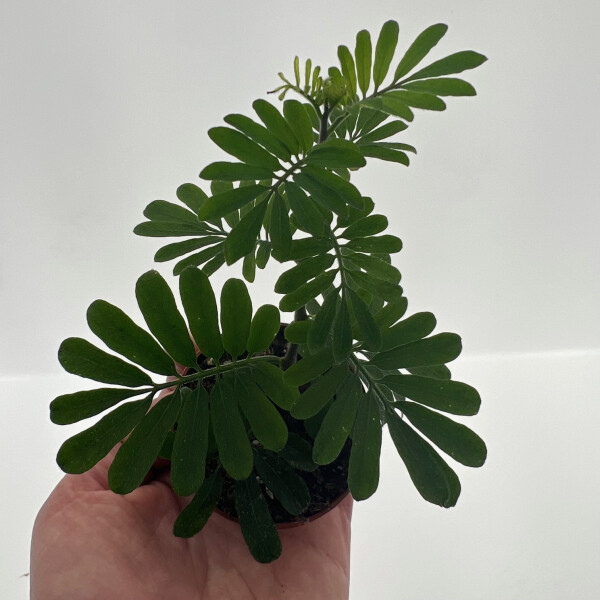 Solanum uleanum, 17,90