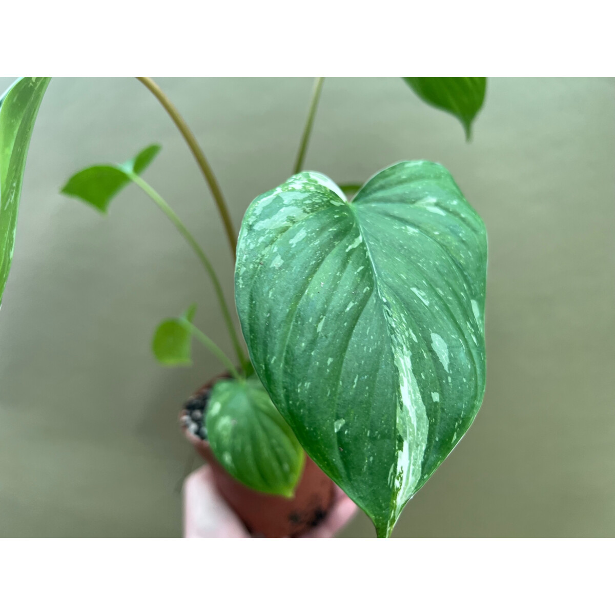 Homalomena Rubescens Variegata, 29,90