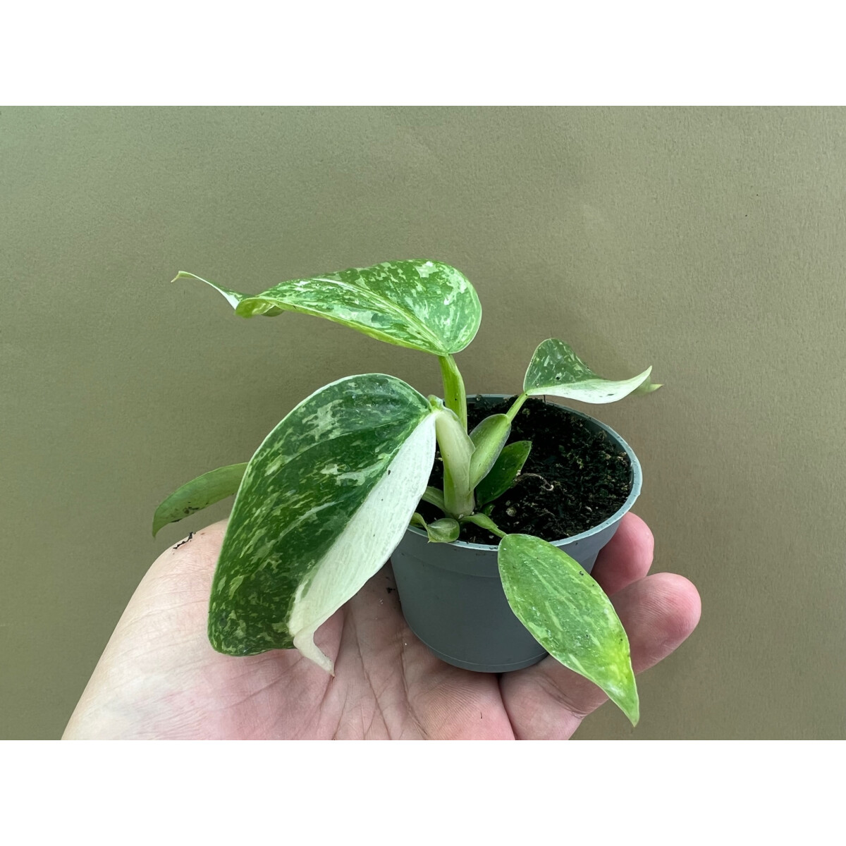 Philodendron Jose Buono Babyplant, 28,90