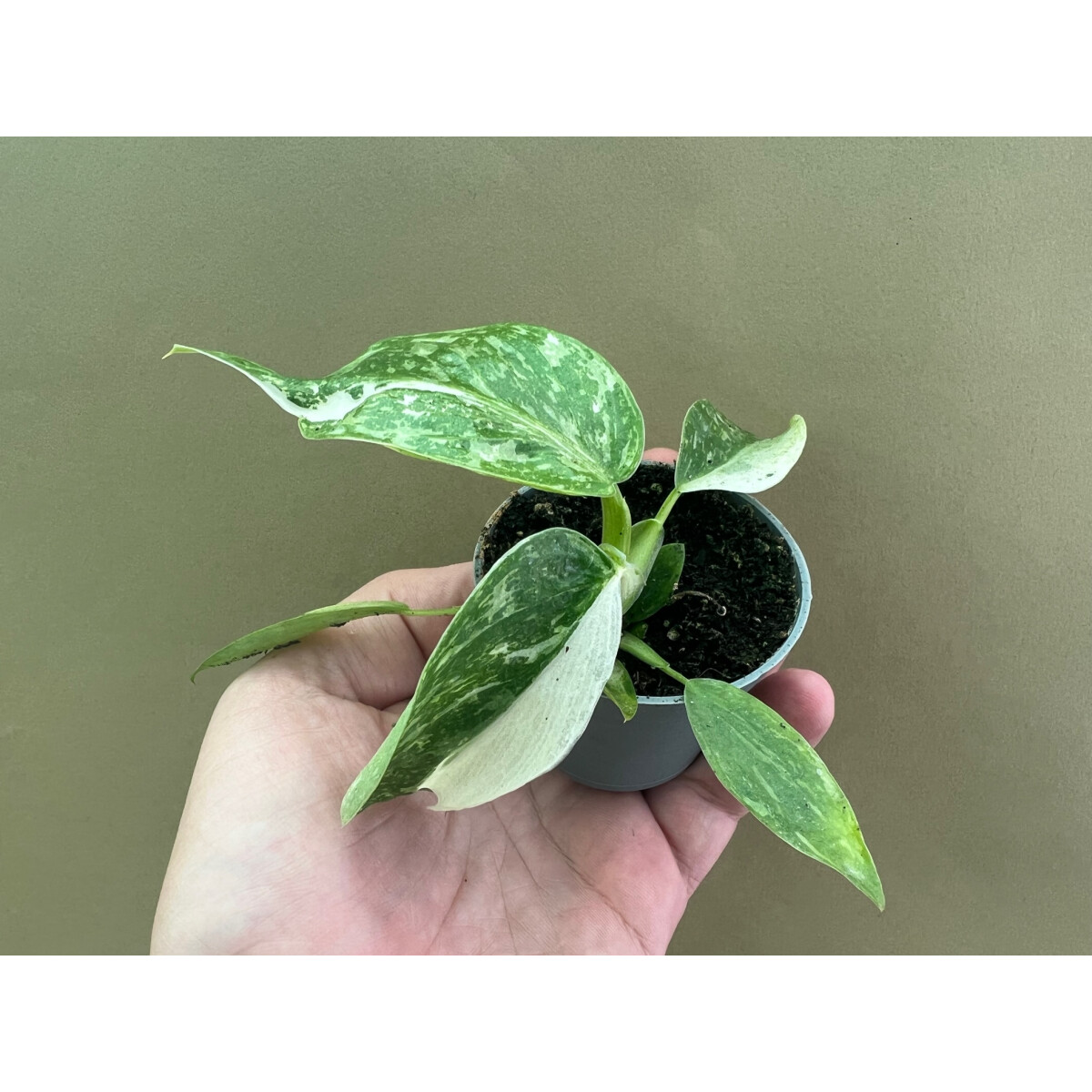Philodendron Jose Buono Babyplant, 24,90