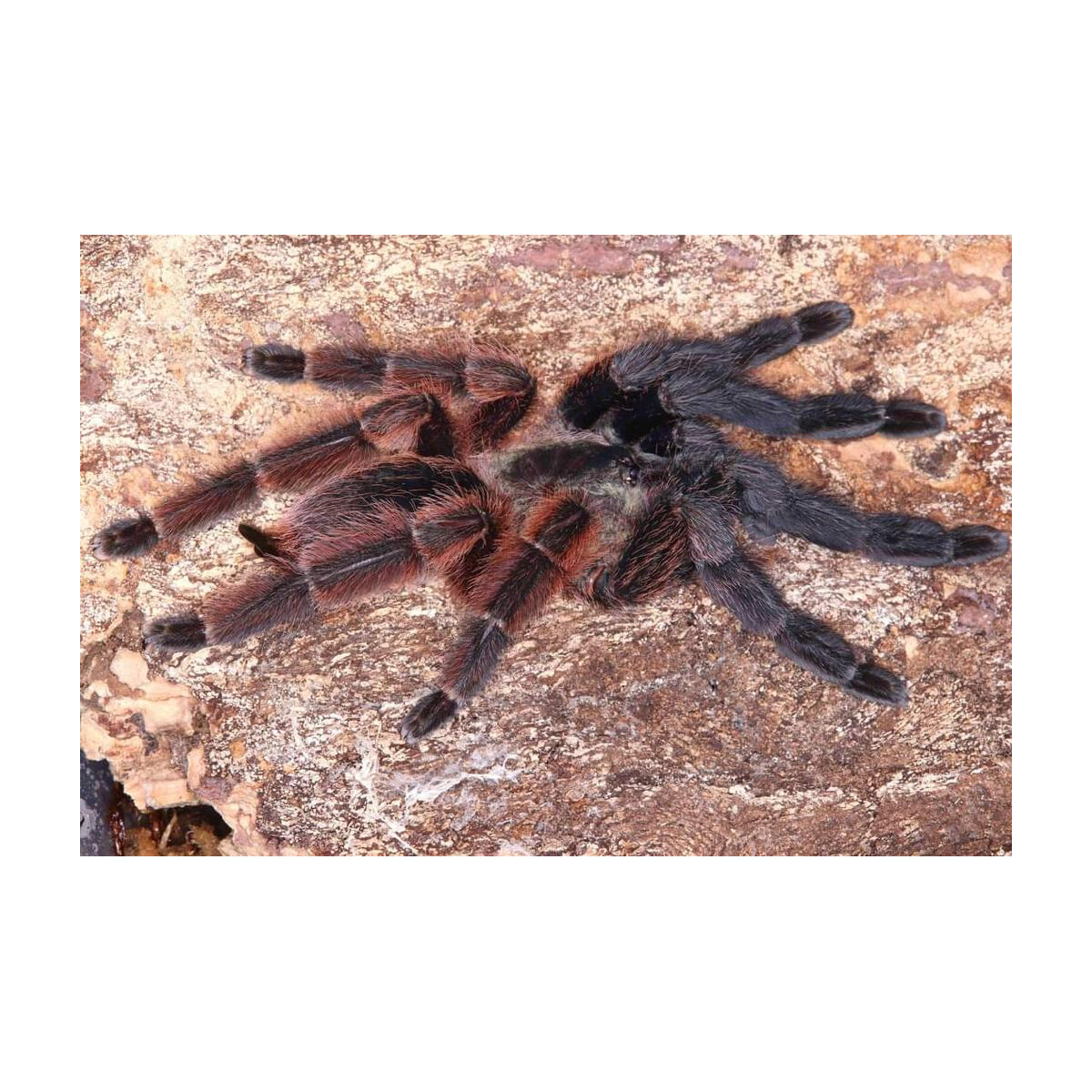 Psalmopoeus victori, 29,90