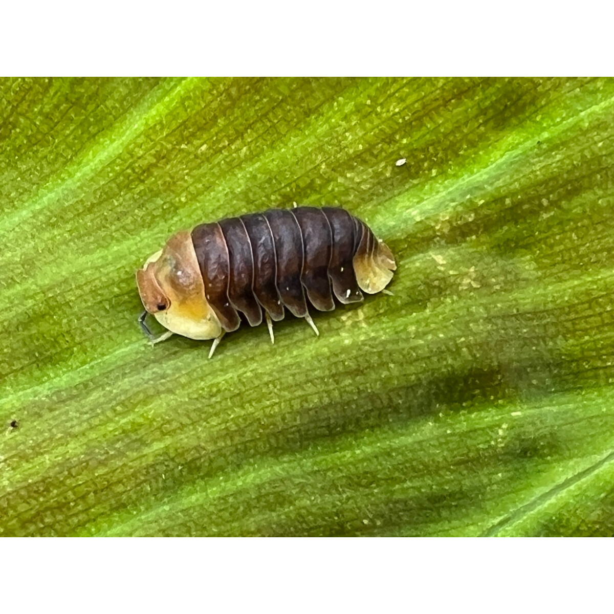 Cubaris spec. Rubber Ducky, 9,90