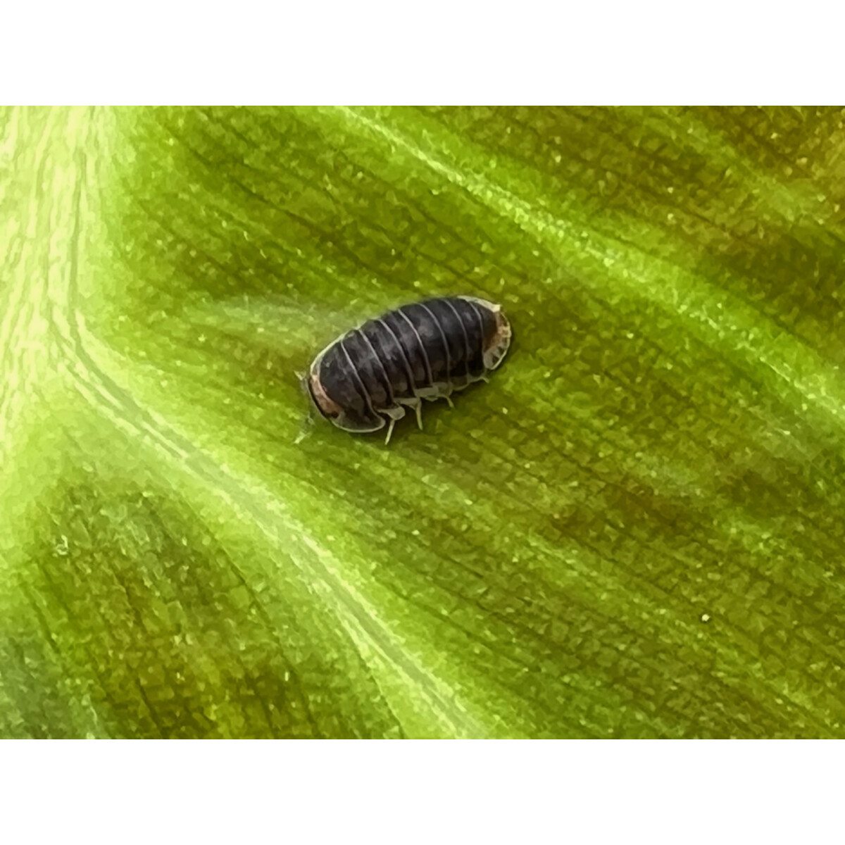 Cubaris spec. Pak Chong, 6,50