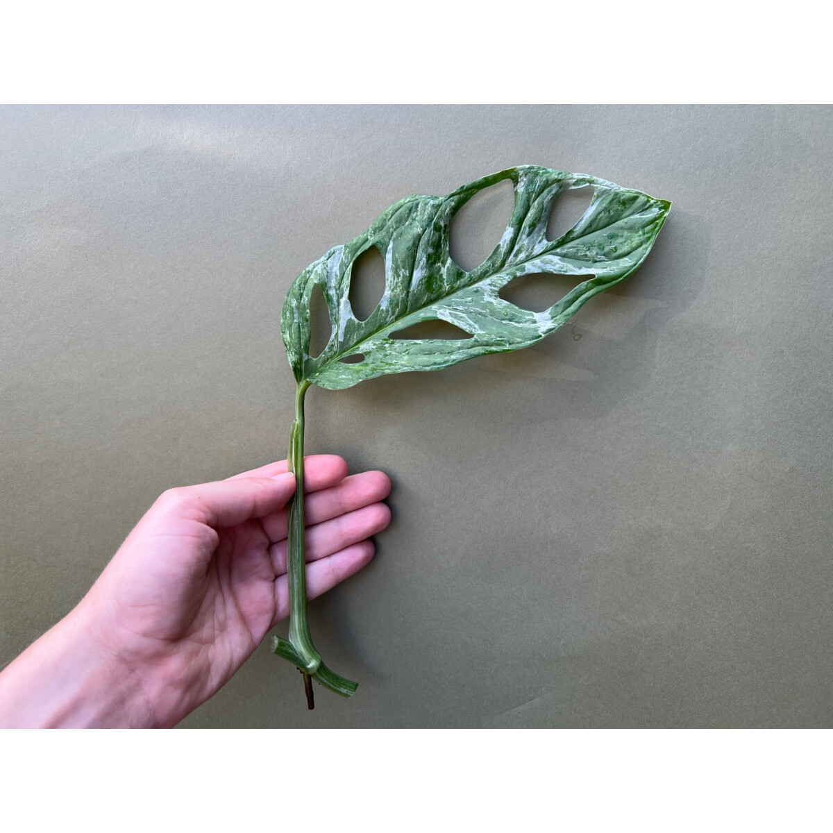 Monstera Adansonii Indonesian Marble Variegata Ableger, 34,90