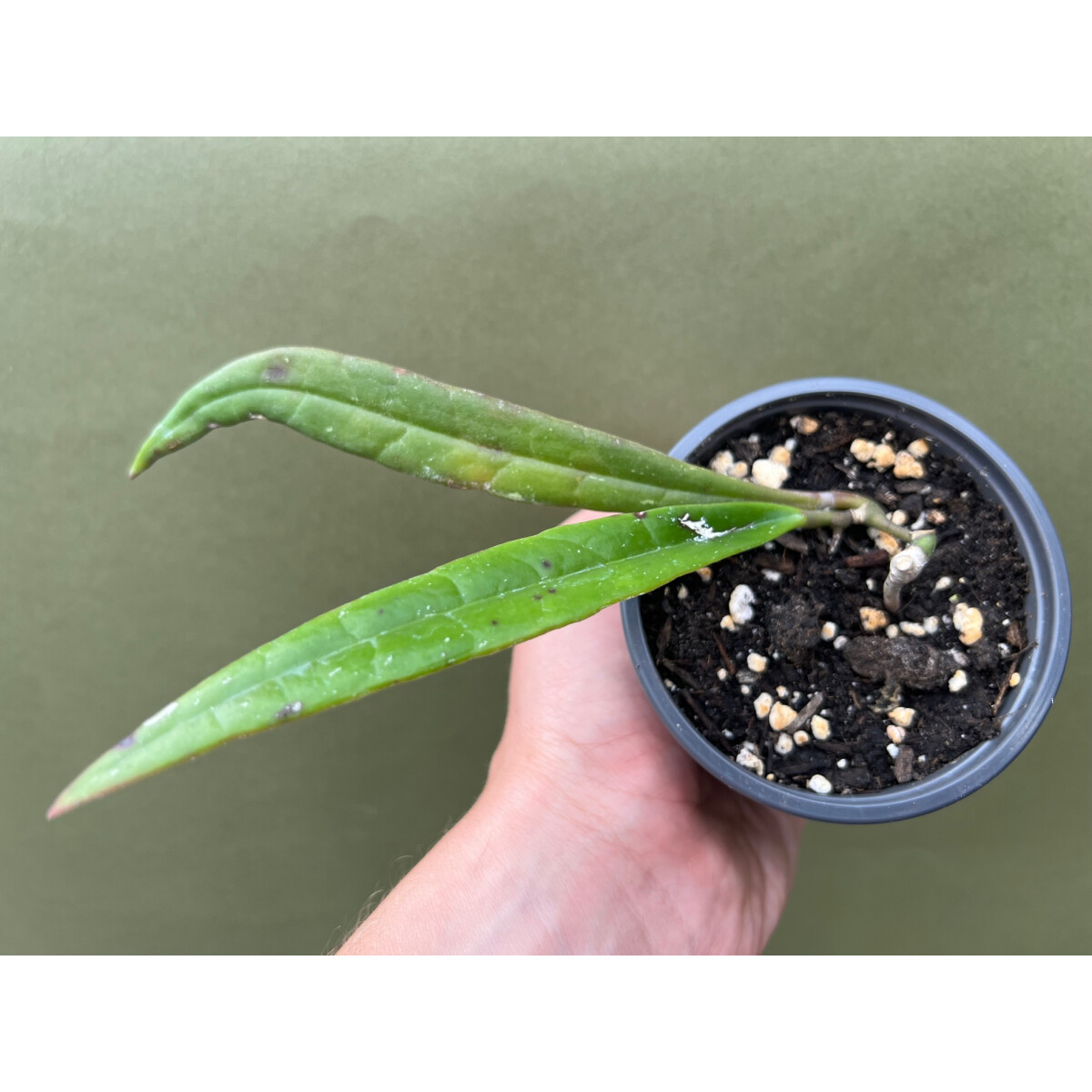 Hoya sulawesiana, 39,90