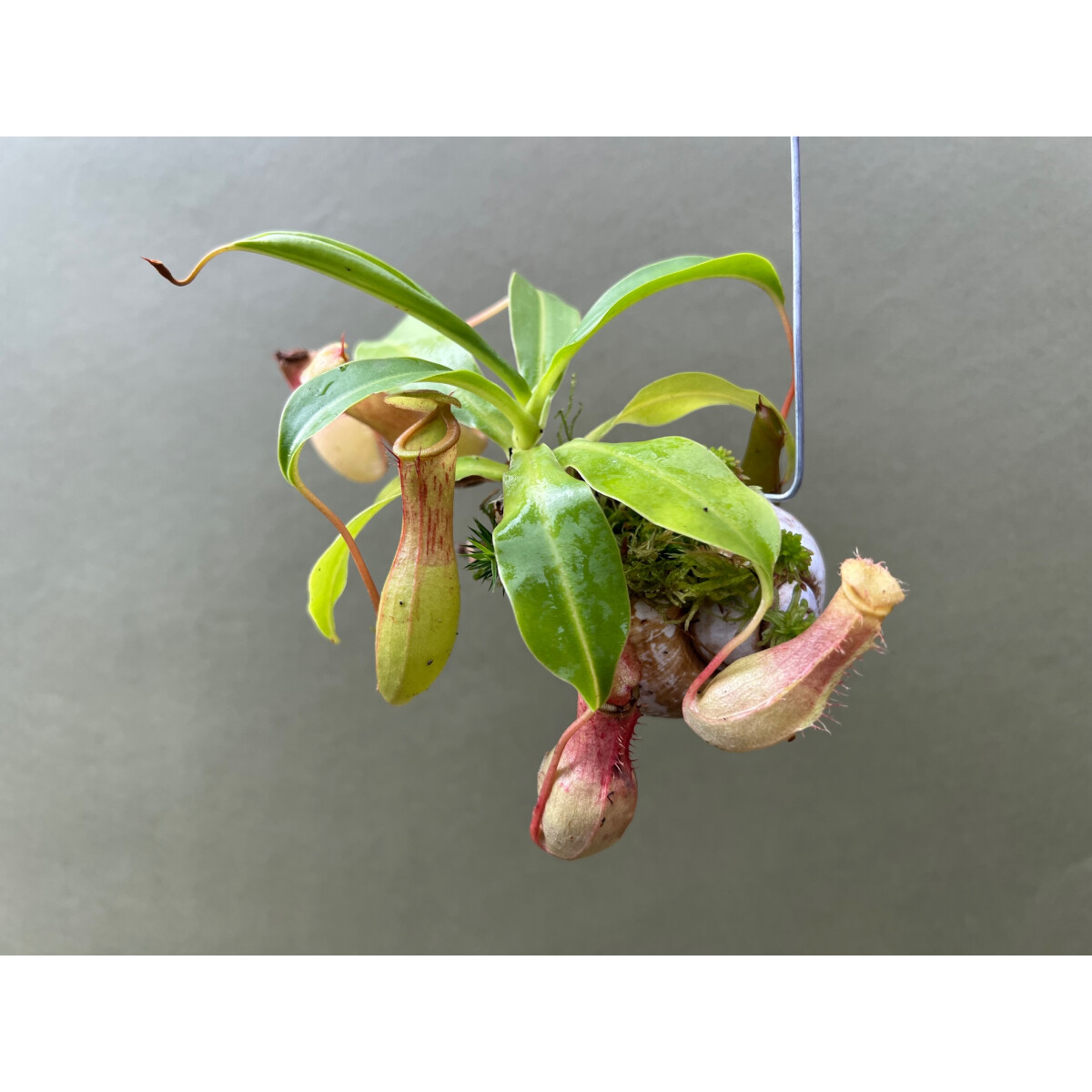 Fleischfressende Pflanze in Schneckenhaus, 8,50