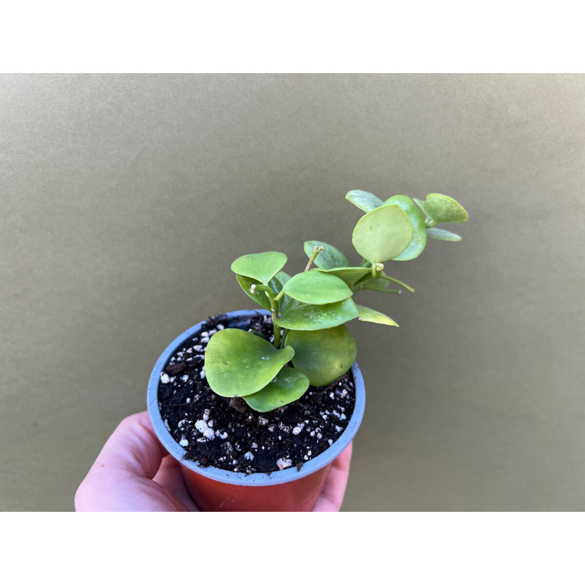 Hoya biakensis splash selten, 29,90