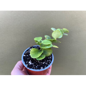 Hoya biakensis splash selten, 29,90