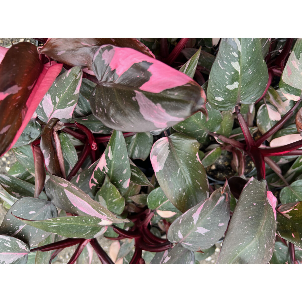 Philodendron Pink Princess Marble L, 29,90