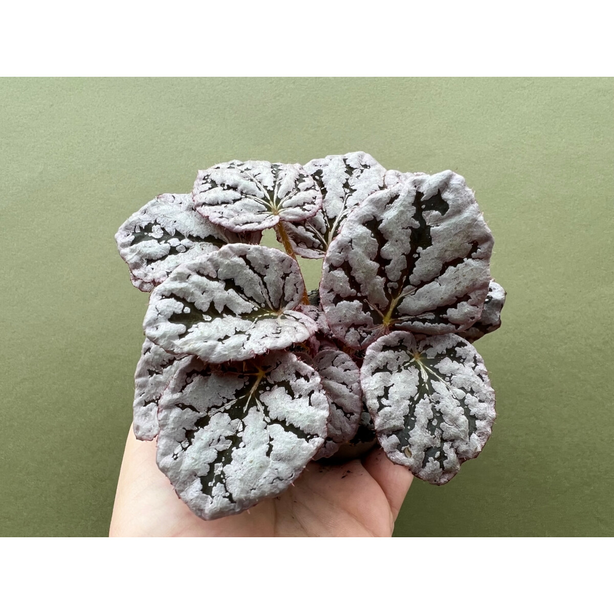 Begonia Rex Chayo, 5,50