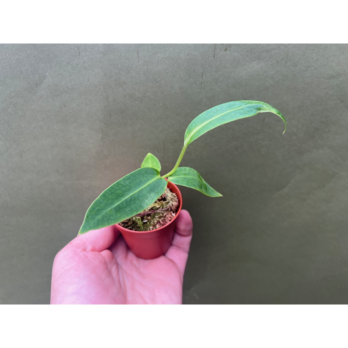 Anthurium warocqueanum Narrow Form S, 39,90