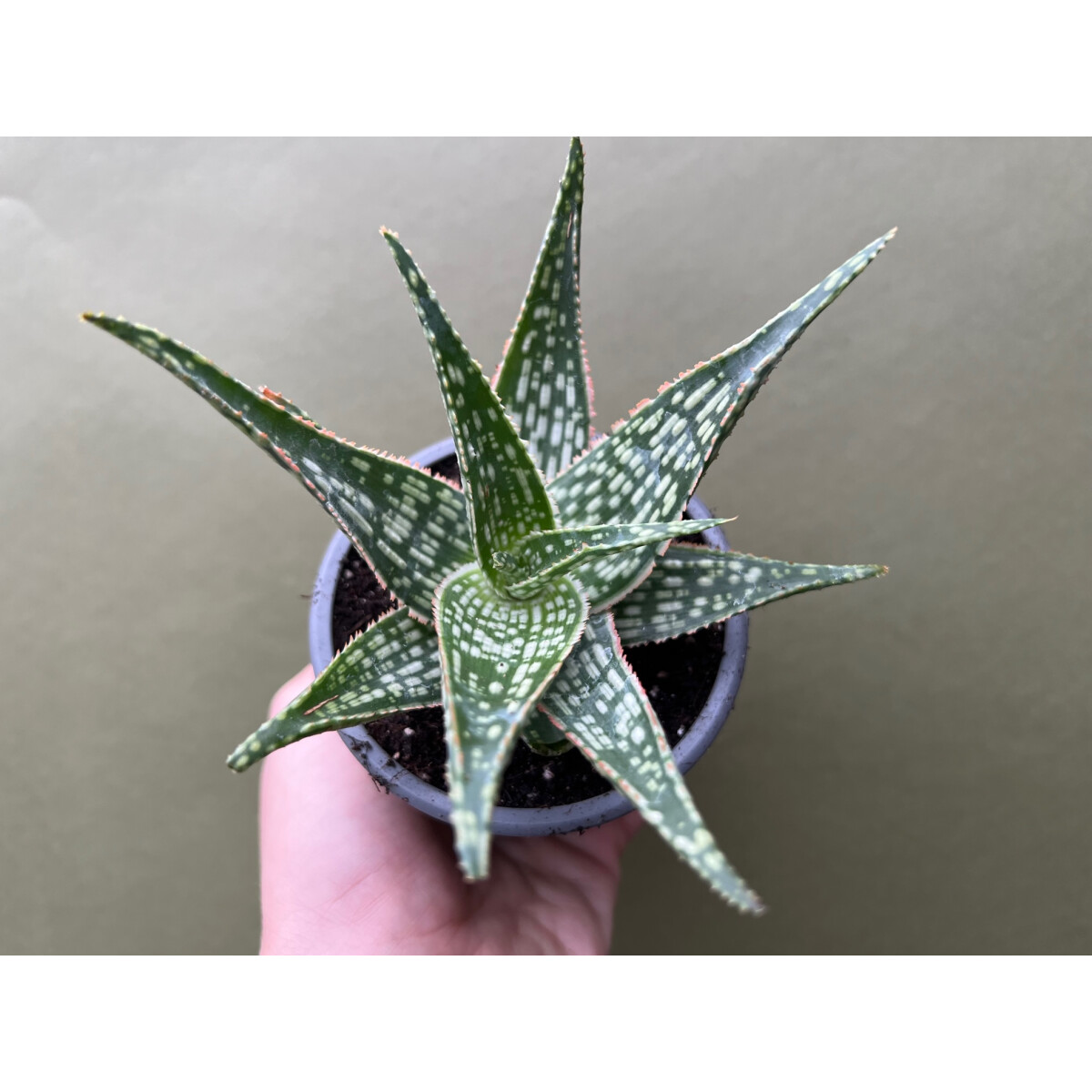 Aloe rauhii, 5,90