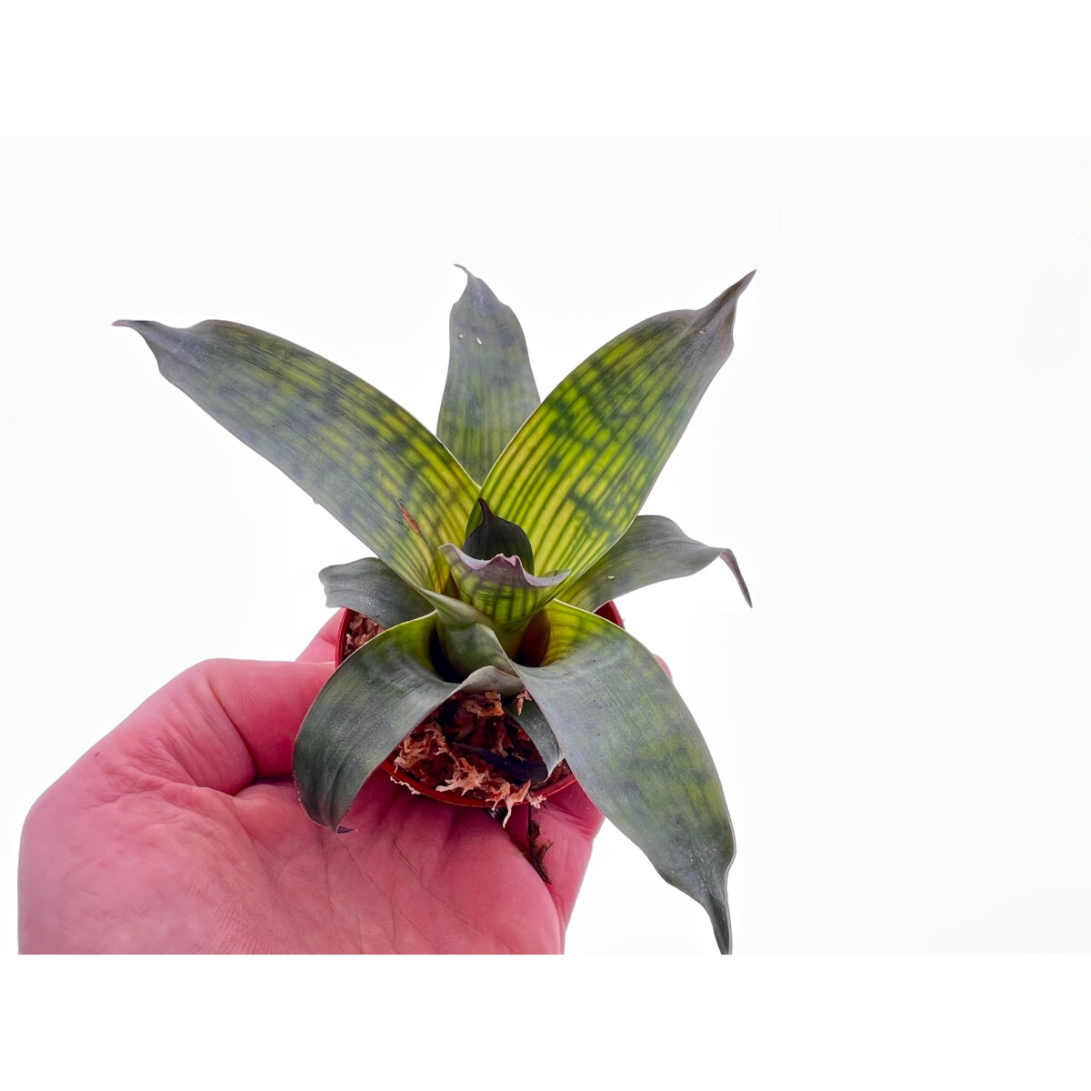 Vriesea gigantea Babyplant, 3,50