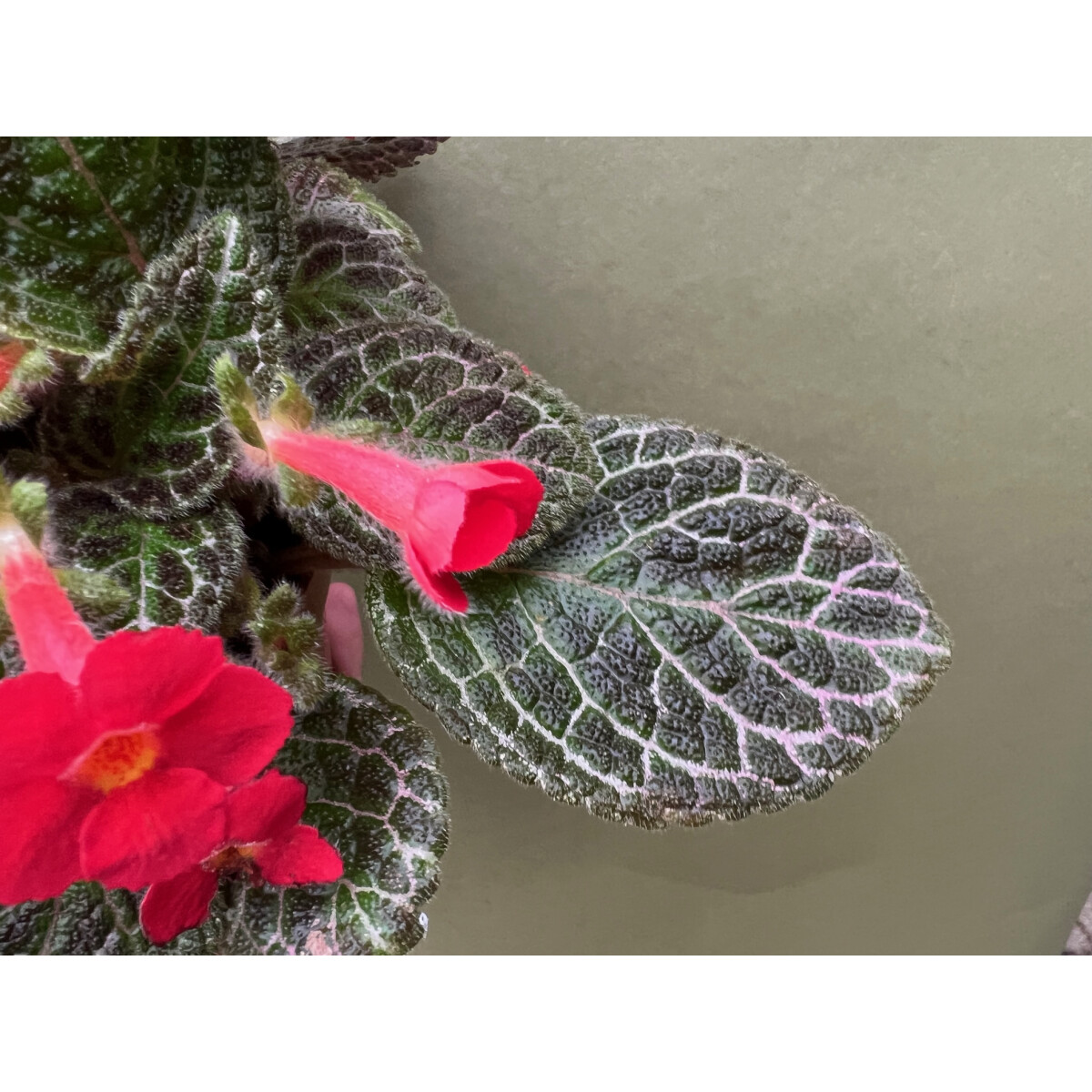 Episcia cupreata, 7,50