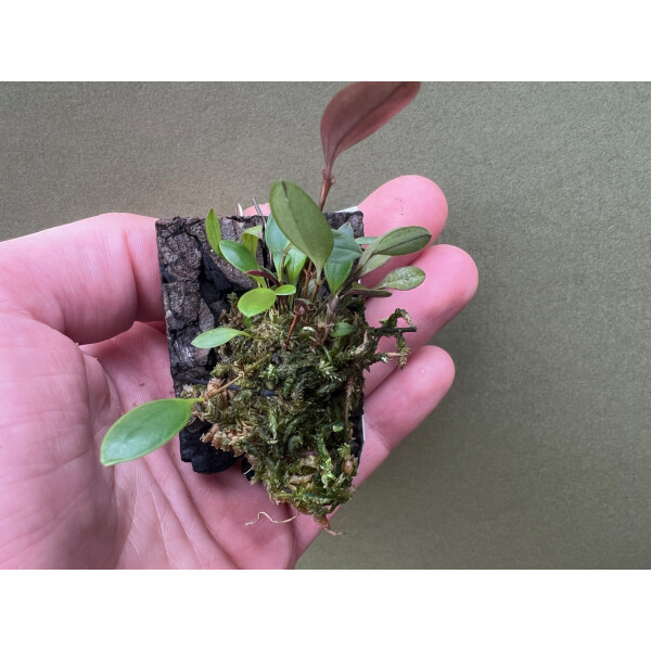Große Auswahl an Orchideen für ihr Terrarium jetzt online bestellen ...