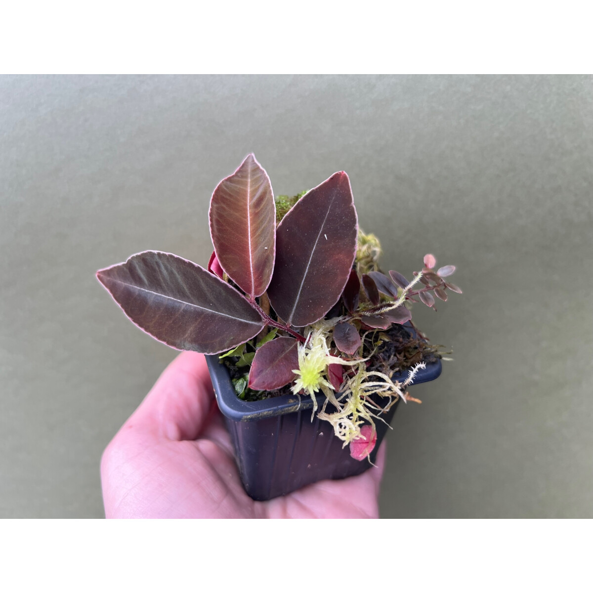 Marcgravia el Coca, 39,90