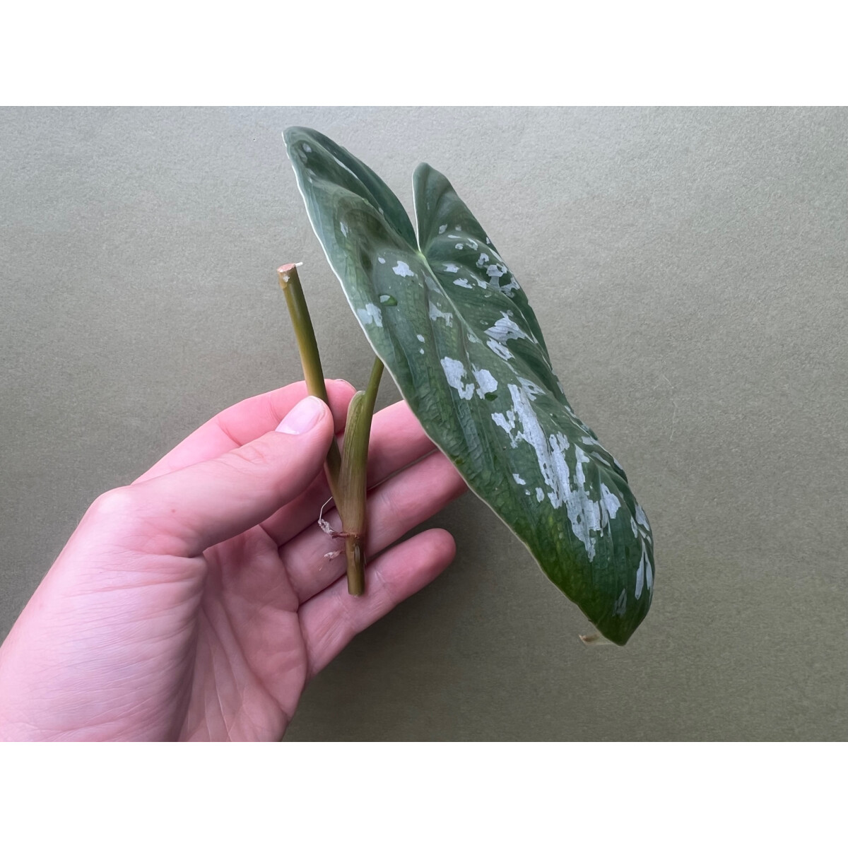 Philodendron brandtianum Big Form Ableger, 9,90