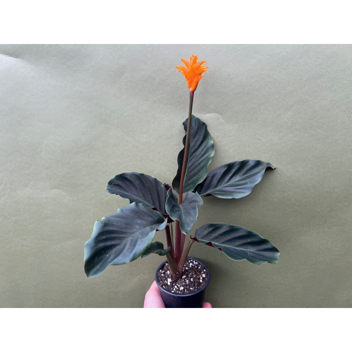 Calathea crocata, 9,90