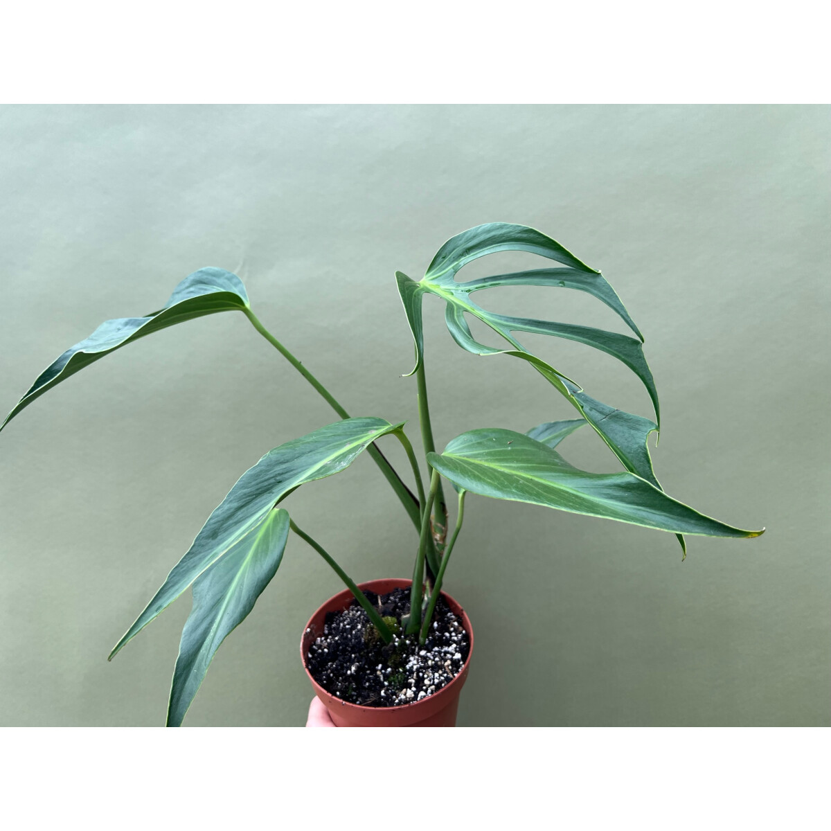 Monstera 'Burle Marx Flame S, 19,90