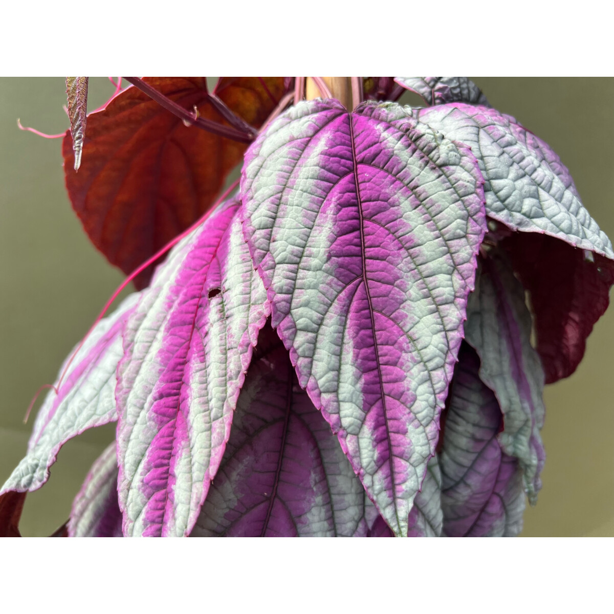 Cissus discolor Violet Vine, 13,90