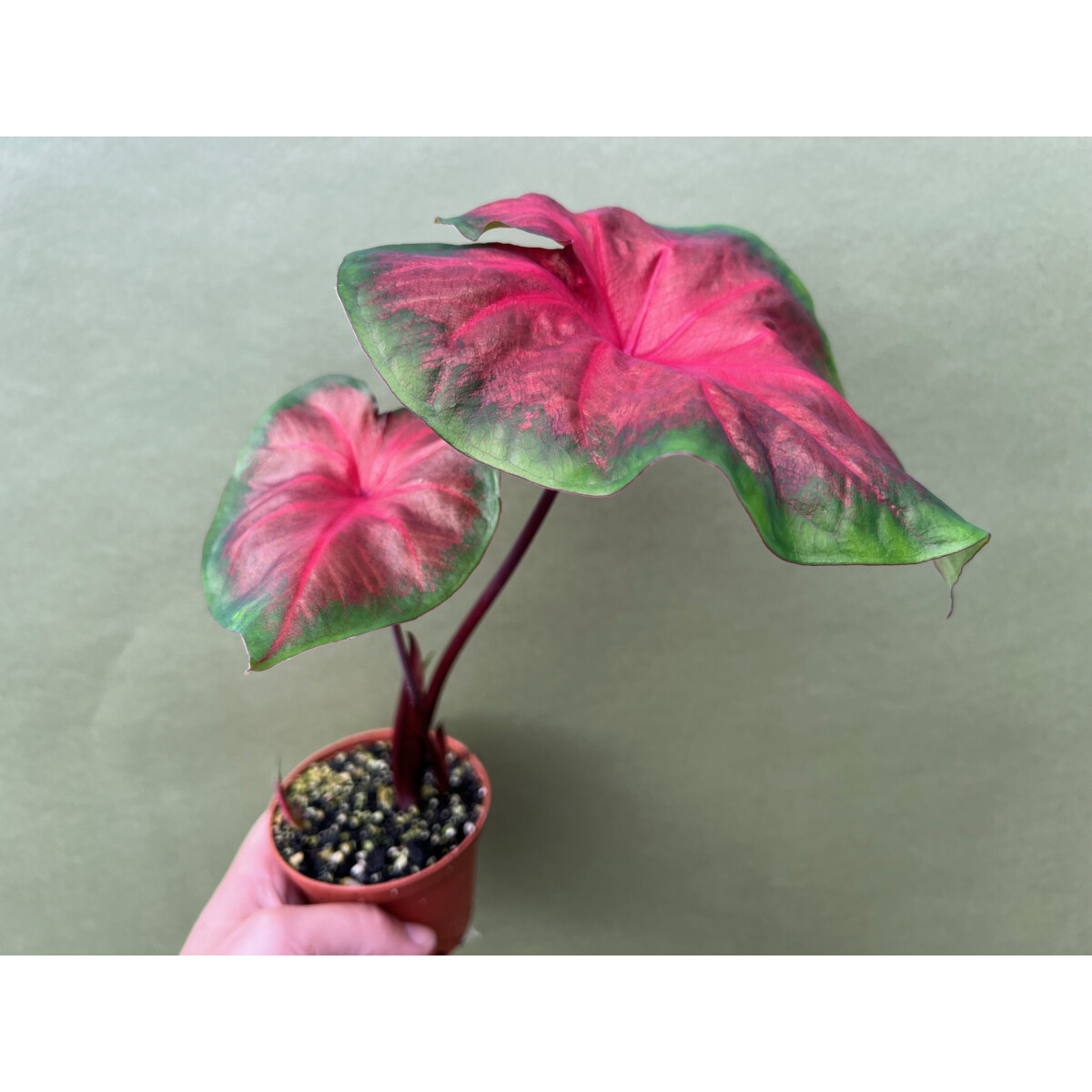 Caladium Royal Flush, 12,90