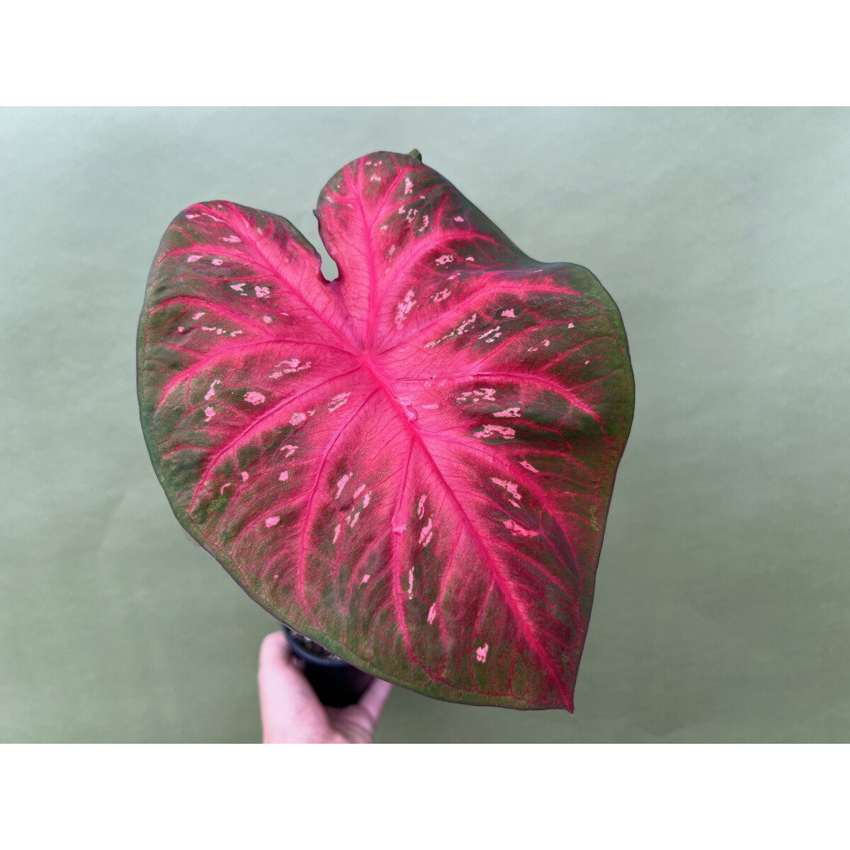 Caladium Red Flash, 11,90