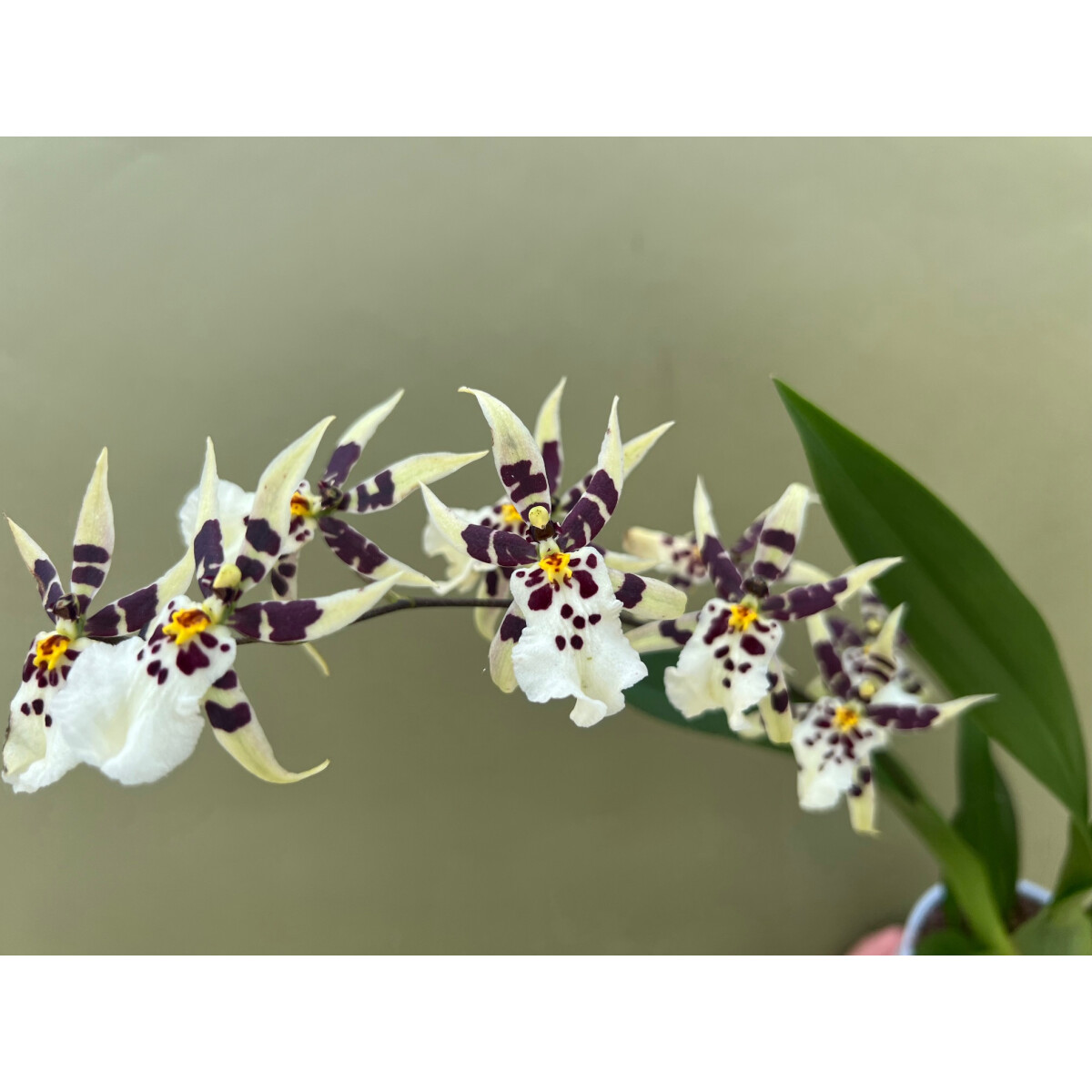 Oncidium XL Orchidee, 12,90