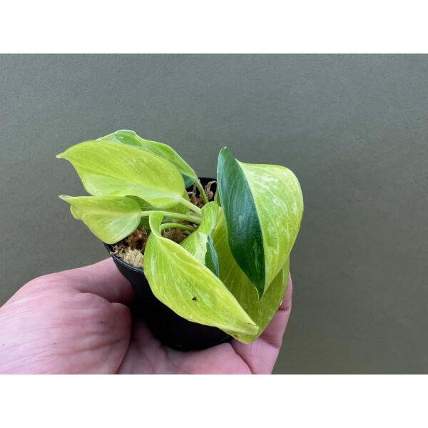 Philodendron Green Congo Variegata 1, 9,90