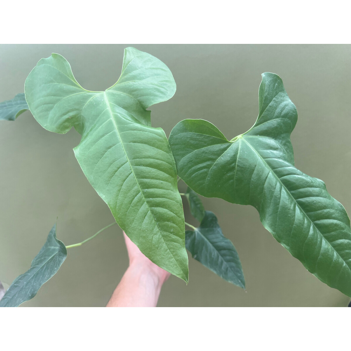 Anthurium sp. El Condor, 49,90