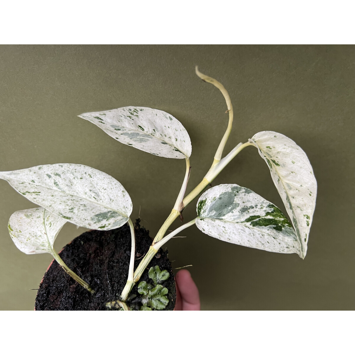 Epipremnum hanoman sp. Bali Ableger, 15,90