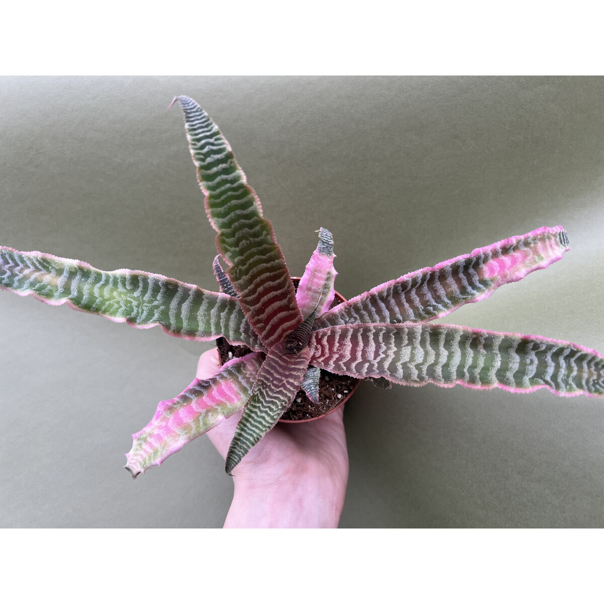 Cryptanthus zonatus red, 7,90