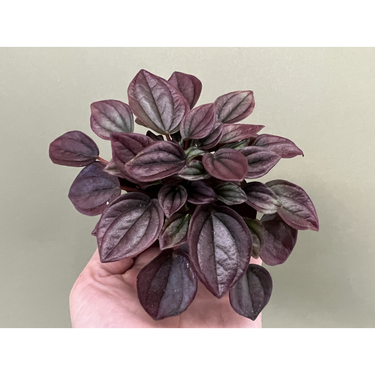 Peperomia Caperata Cayenne, 4,90