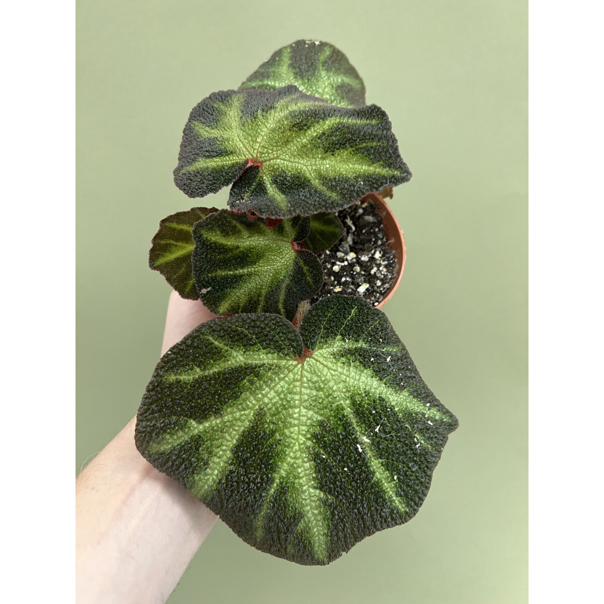 Begonia soli-mutata variegata, 16,90
