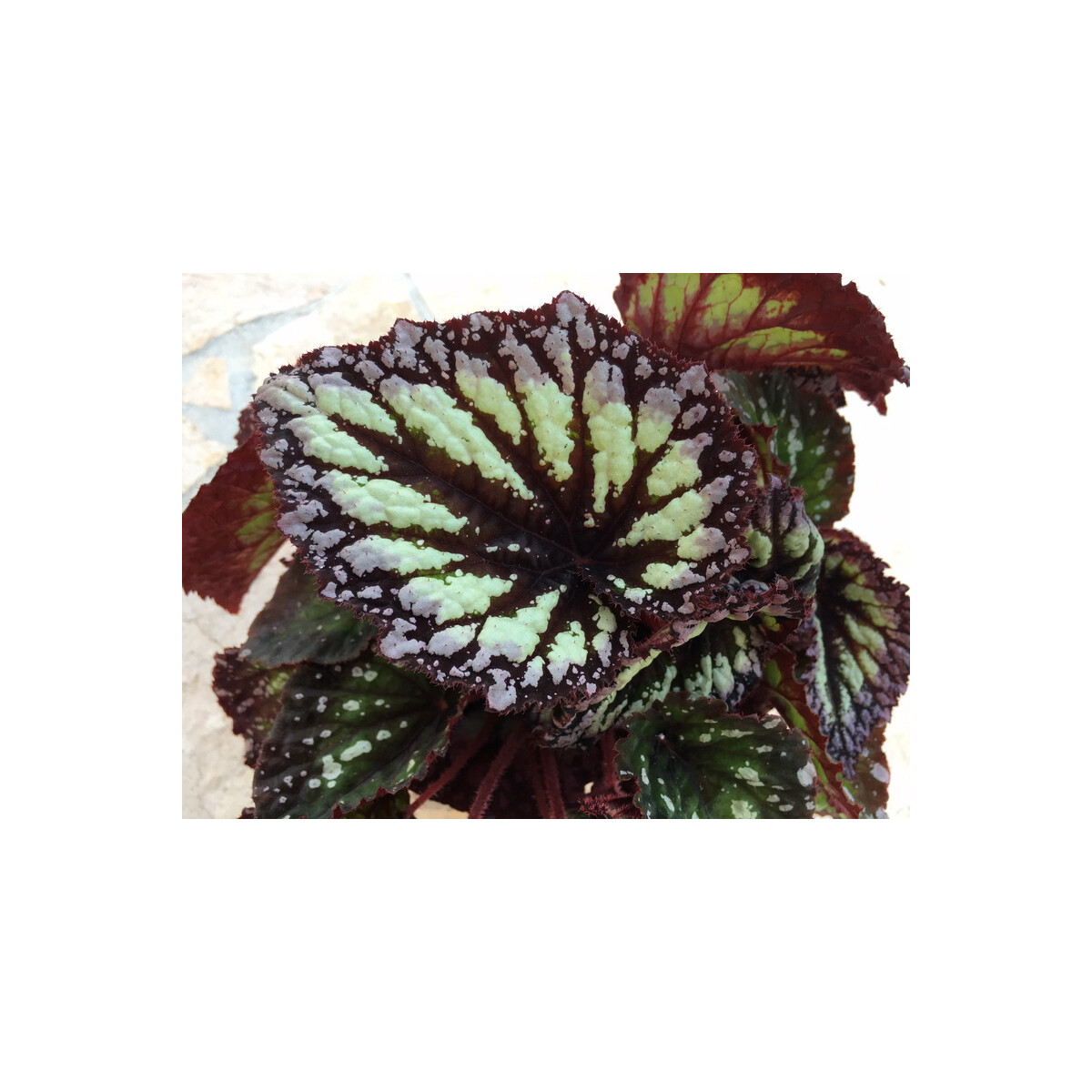 Begonia spider, 6,50