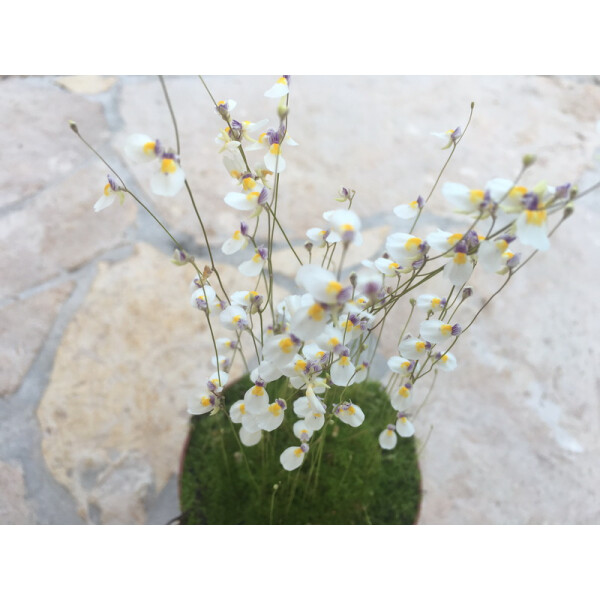 Utricularia parthenopipes kaufen, 12,90