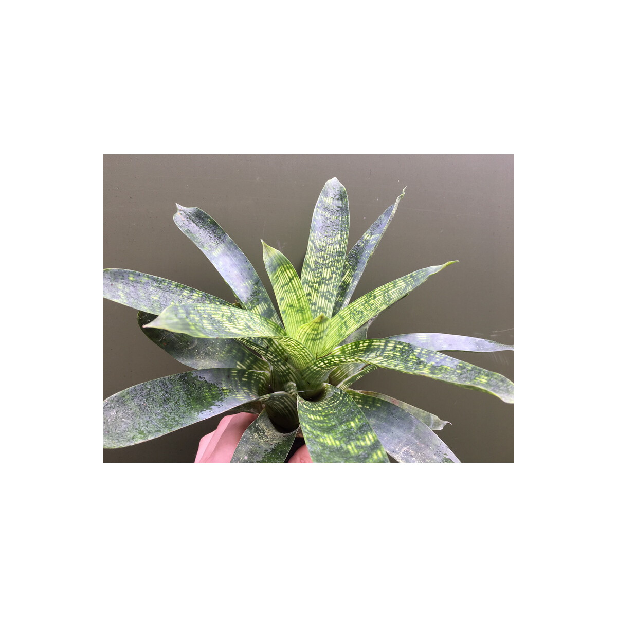 Vriesea gigantea, 6,90